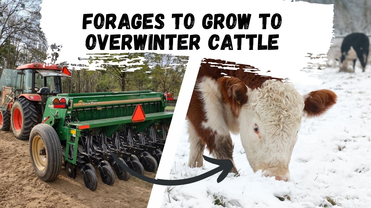 Forages to Grow to Over Winter Cattle - YouTube