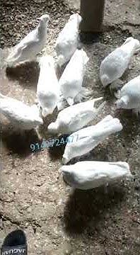 yahoo high quality pigeons 9149724477 - YouTube