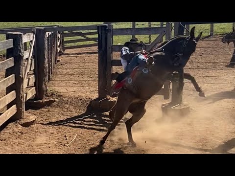 BURRO PULOU FEIO COM O VAQUEIRO😰 AMANSANDO BURRO BRAVO - YouTube