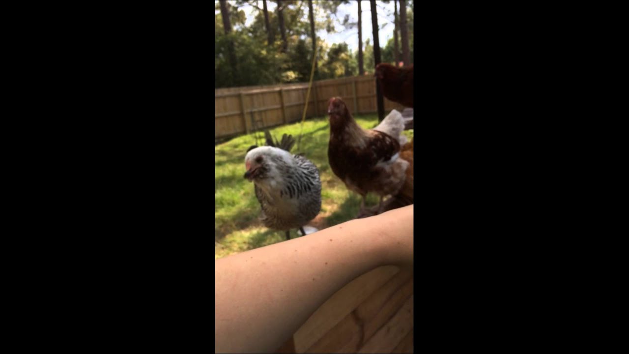 Chicken tricks. - YouTube