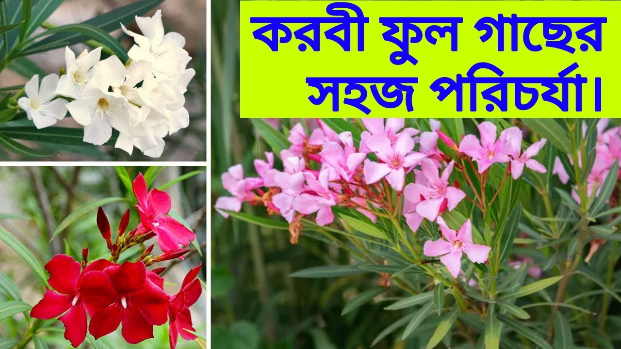 Karabi flower plant / Korobi ful / Korobi plant care / Oleander plant ...