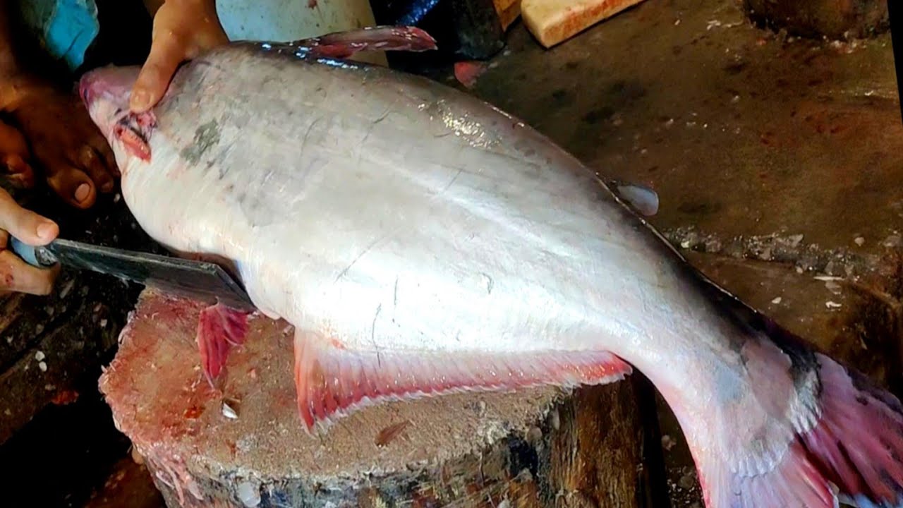 Incredible Pangas | Big Pangas Fish Cutting Skills Live In Bangladesh ...