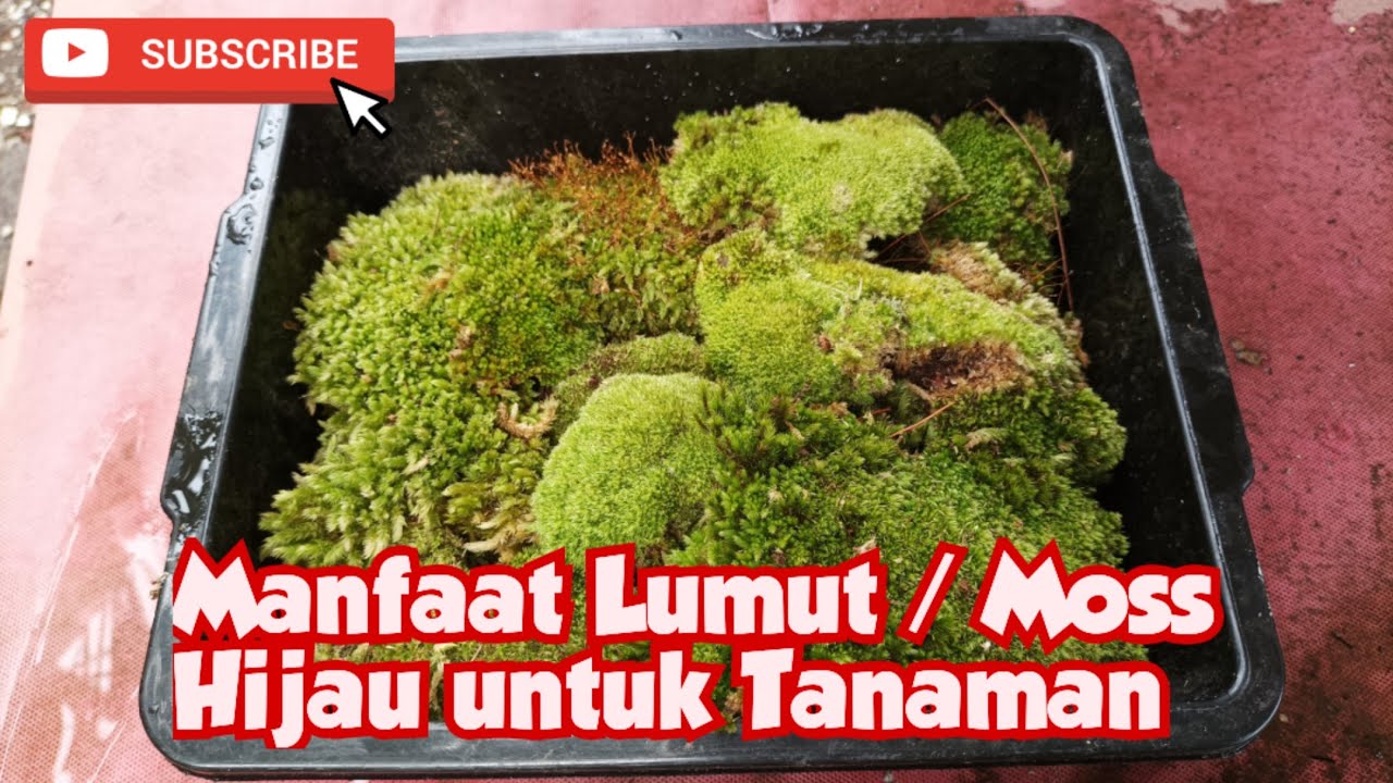 Manfaat Lumut Moss untuk Tanaman, & Harga Lumut Moss #lumut #moss # ...