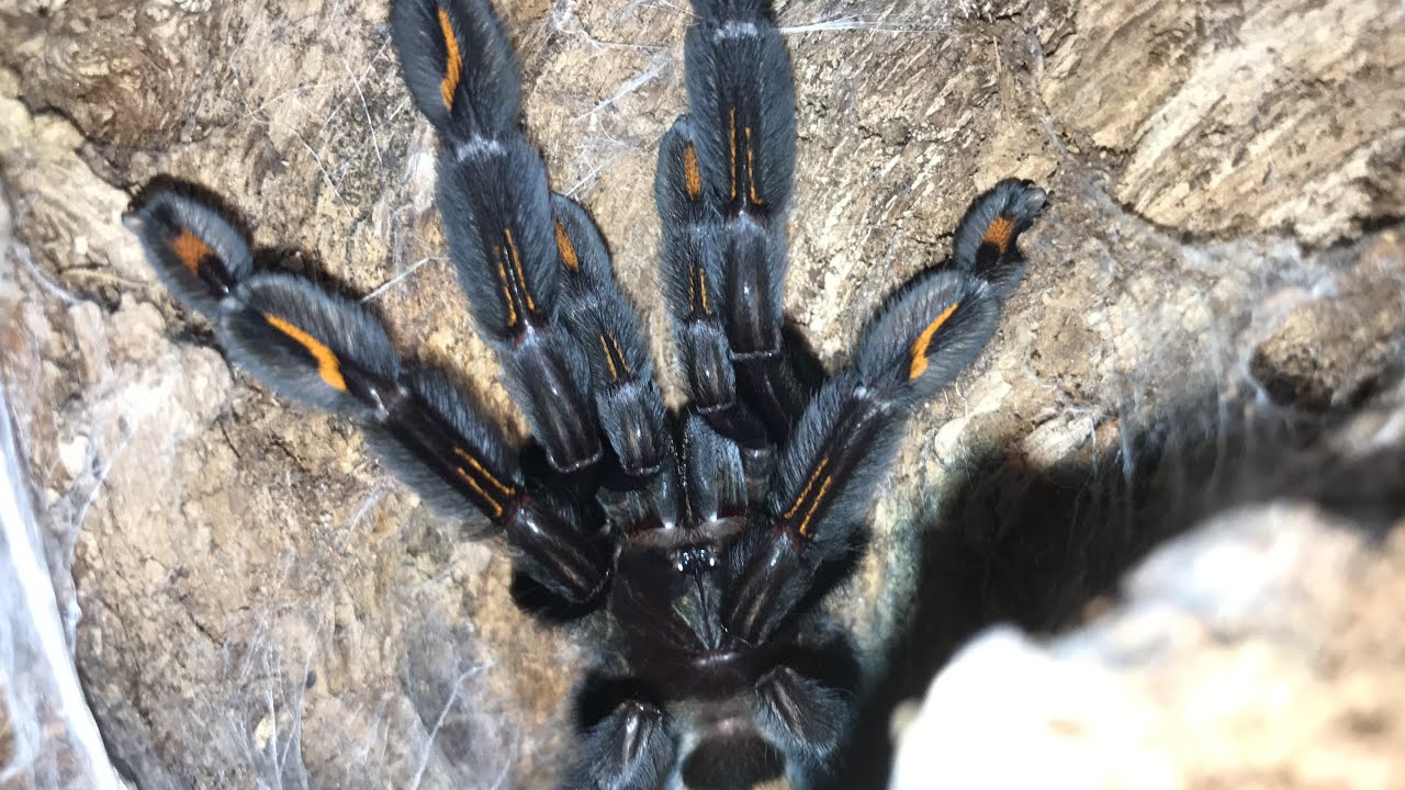 Rehouse And Feeding A juvenile Psalmopoeus Irminia Tarantula - YouTube