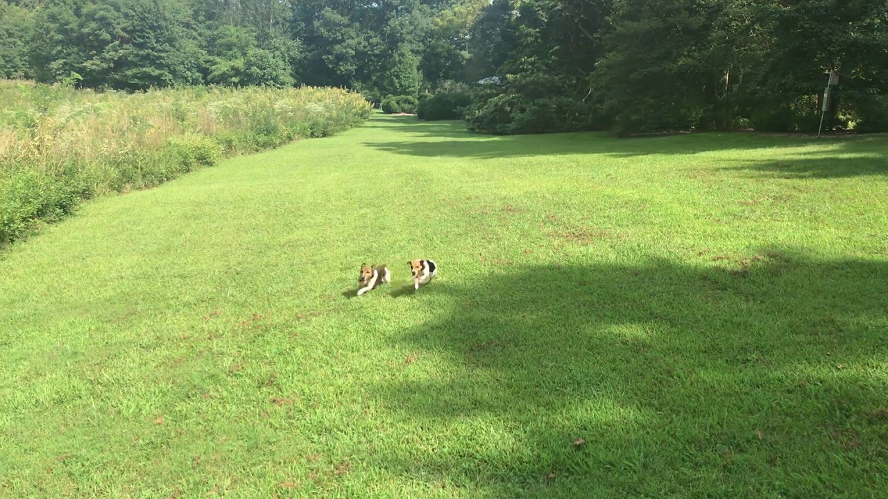 Walking dogs and down stays - YouTube