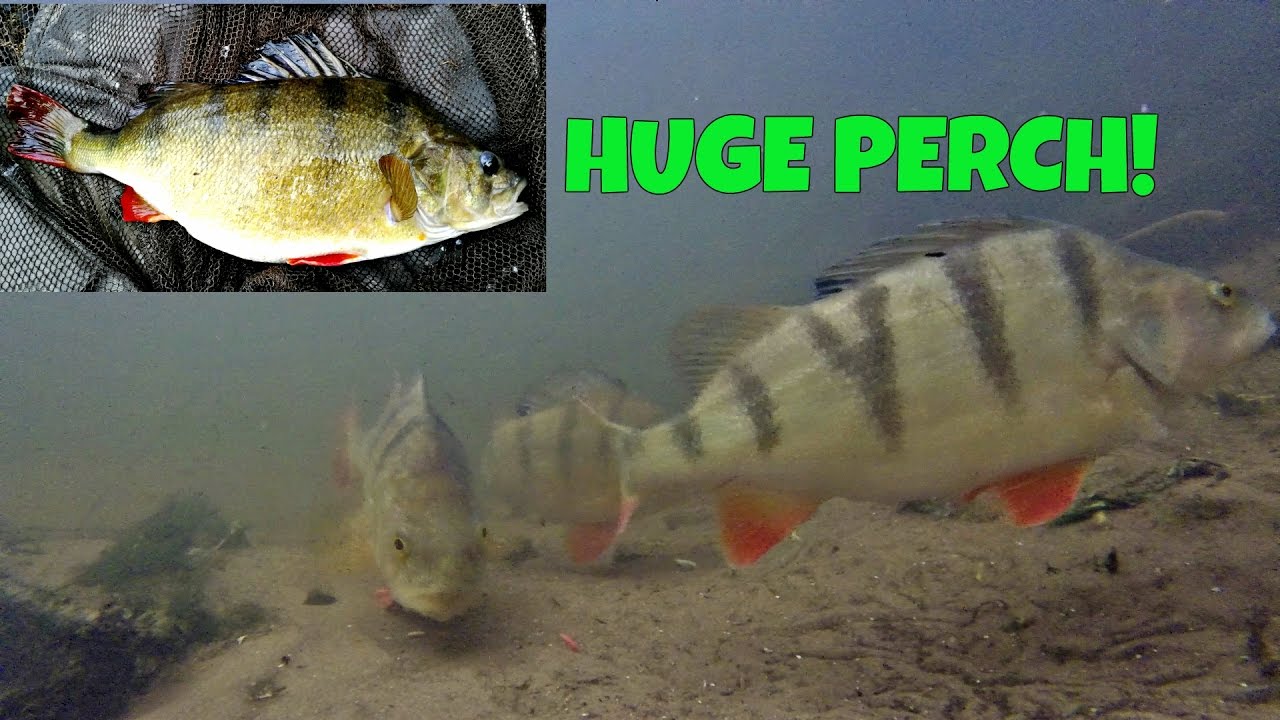 HUGE 3lb+ Perch! feeding in river flood water with underwater footage ...
