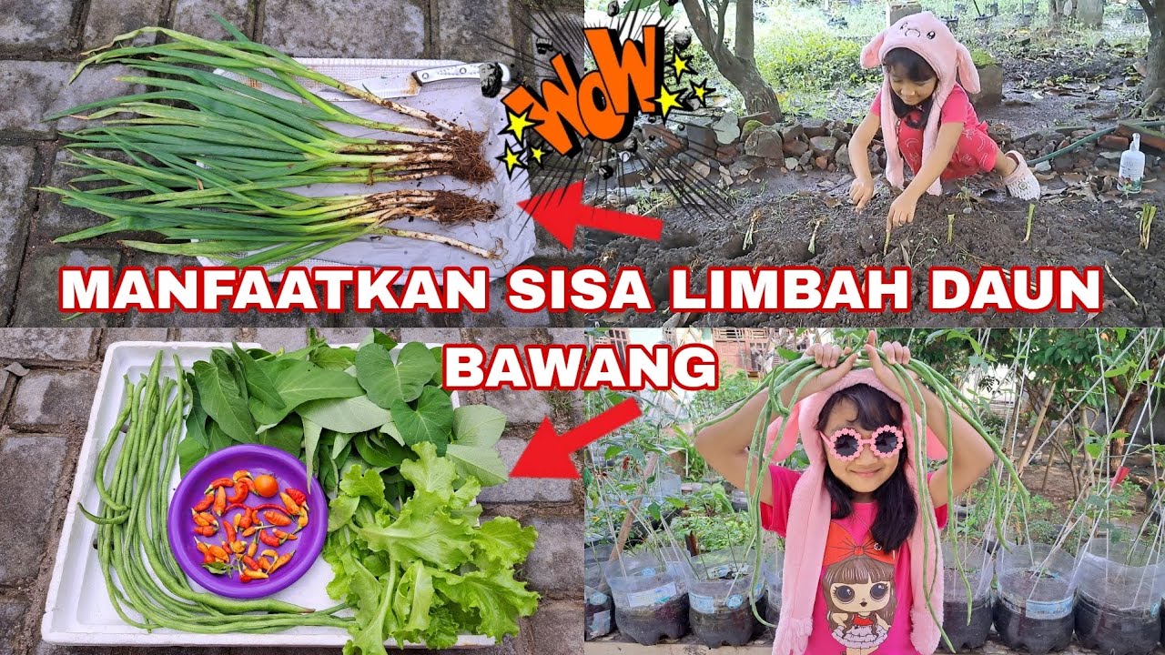 TANAM ULANG STEAK BATANG DAUN BAWANG BONUS PANEN KOMPLIT DI KEBUN MINI ...