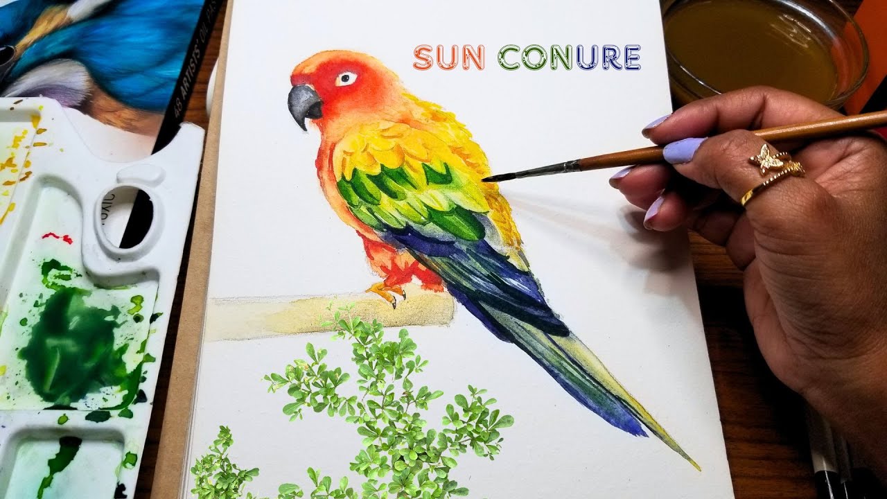 how to draw a parrot | conure drawing | easy parrot drawing | conure ...