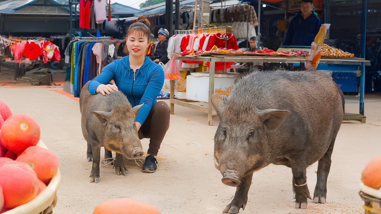 Pigs Grow to 60kg After 5 Months of Rearing – Selling Pigs and ...