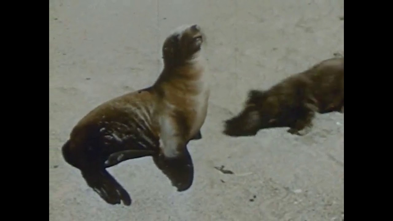 Puppy vs. Sea Lion, Andrew Earle Simpson's July 5 Improvisation - YouTube