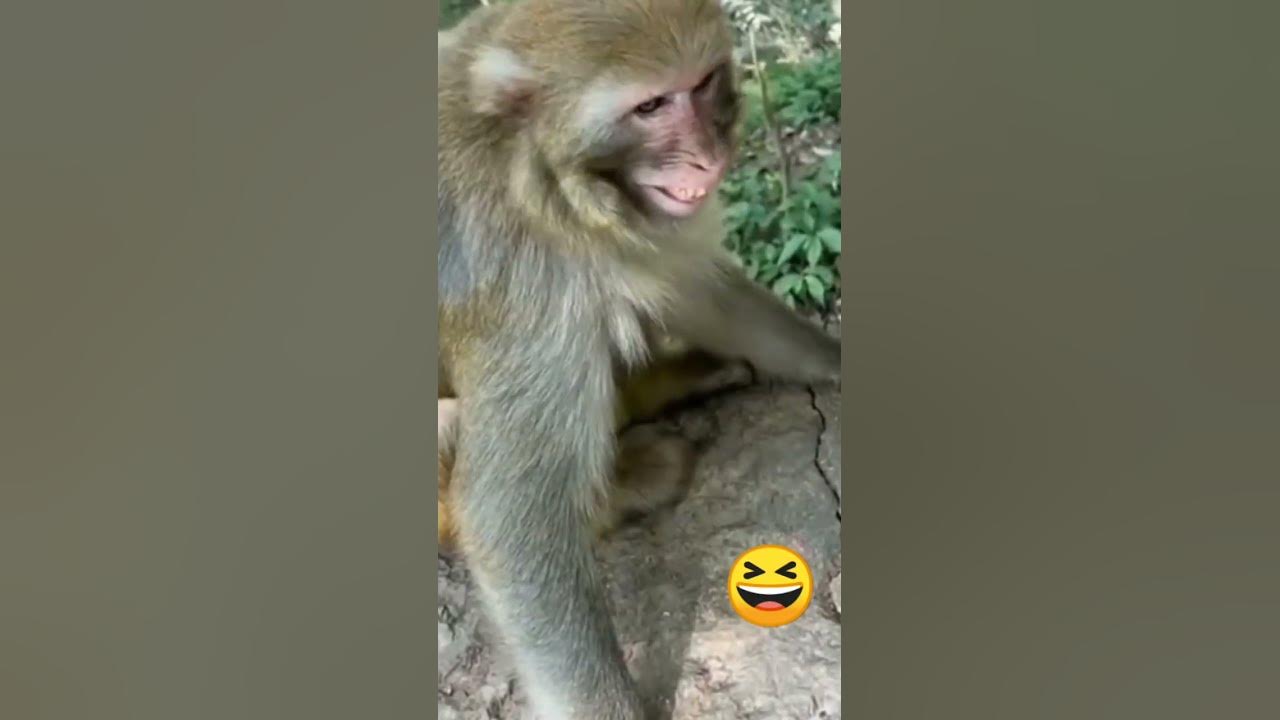 Monyet Ngakaklucuhiburan Youtube