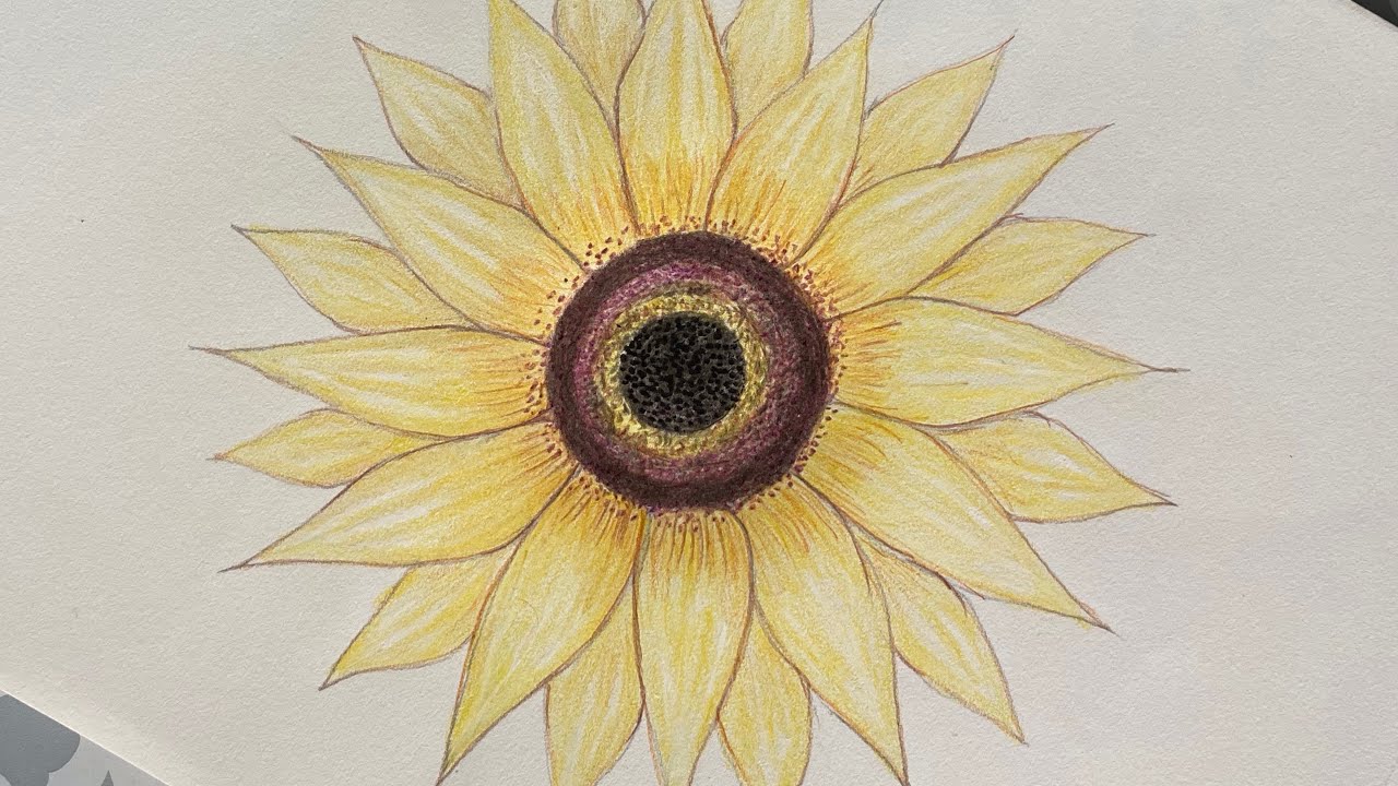 How To Draw Sunflower YouTube how-to-draw-sunflower-youtube
