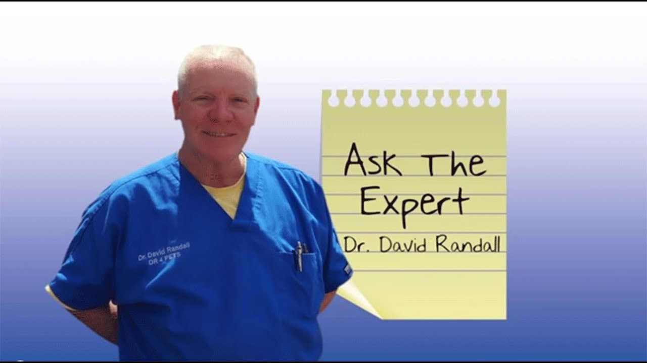 Stifle Joint - How can I prevent stifle joint injuries? | Ask the ...