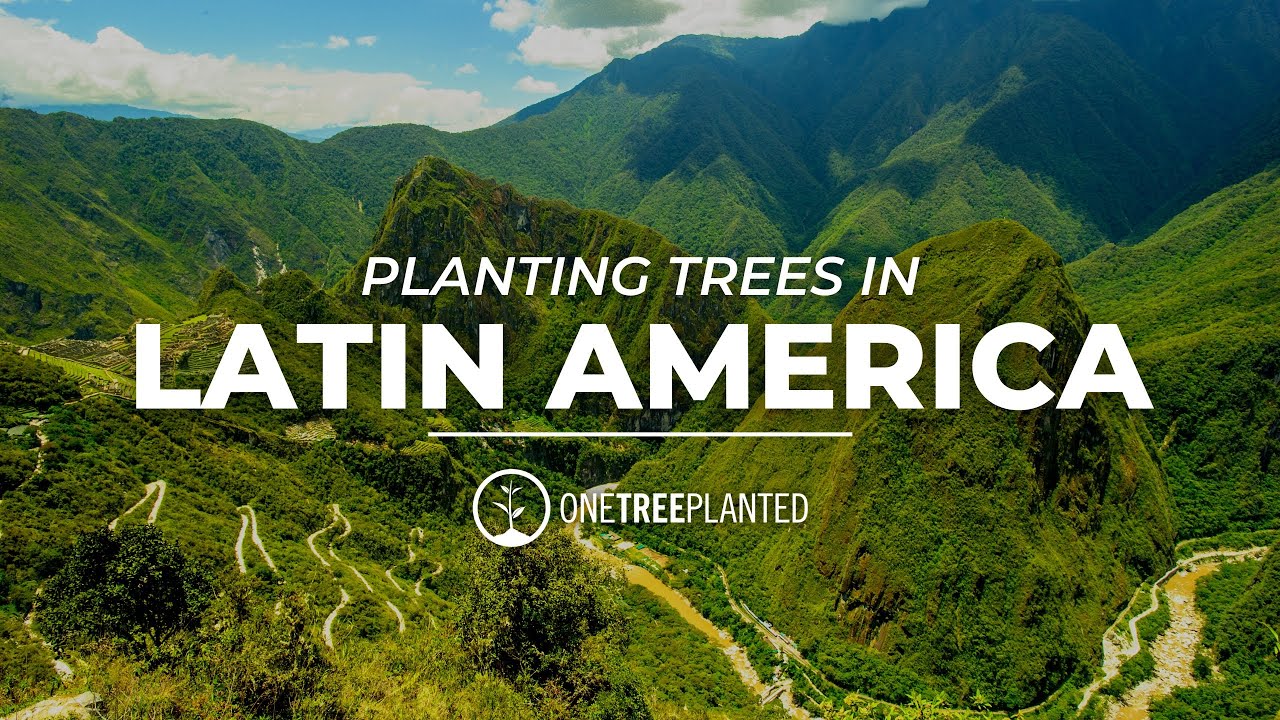 Rejuvenating Latin America Through Reforestation | One Tree Planted ...