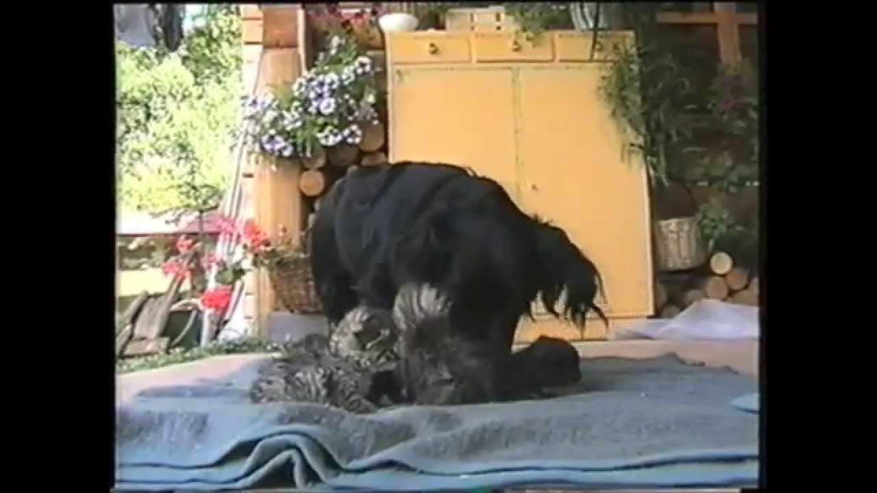 SMU - SMU - incredible dog father of kitties - YouTube