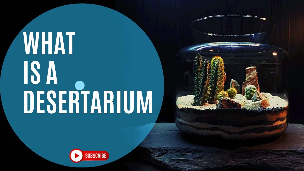 What is a desertarium , Cactus Terrarium - YouTube