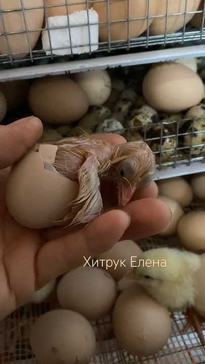 Инкубация цыплят Мини мясные палевые и Бресс Гальцы инкубацияяиц