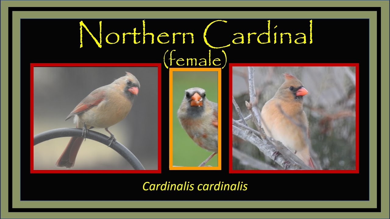 Northern Cardinal female (Cardinalis cardinalis) Identification & Facts ...