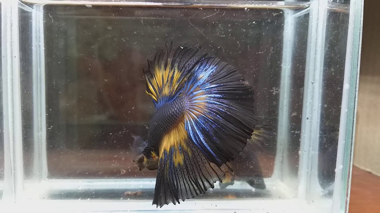 BETTA FISH BLUE MUSTARD BLACK RIM HM MALE - YouTube