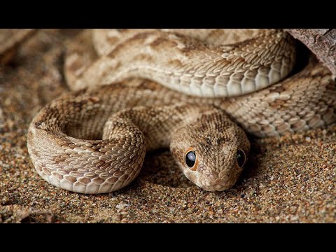 Indian saw-scaled viper (the "big four") - YouTube