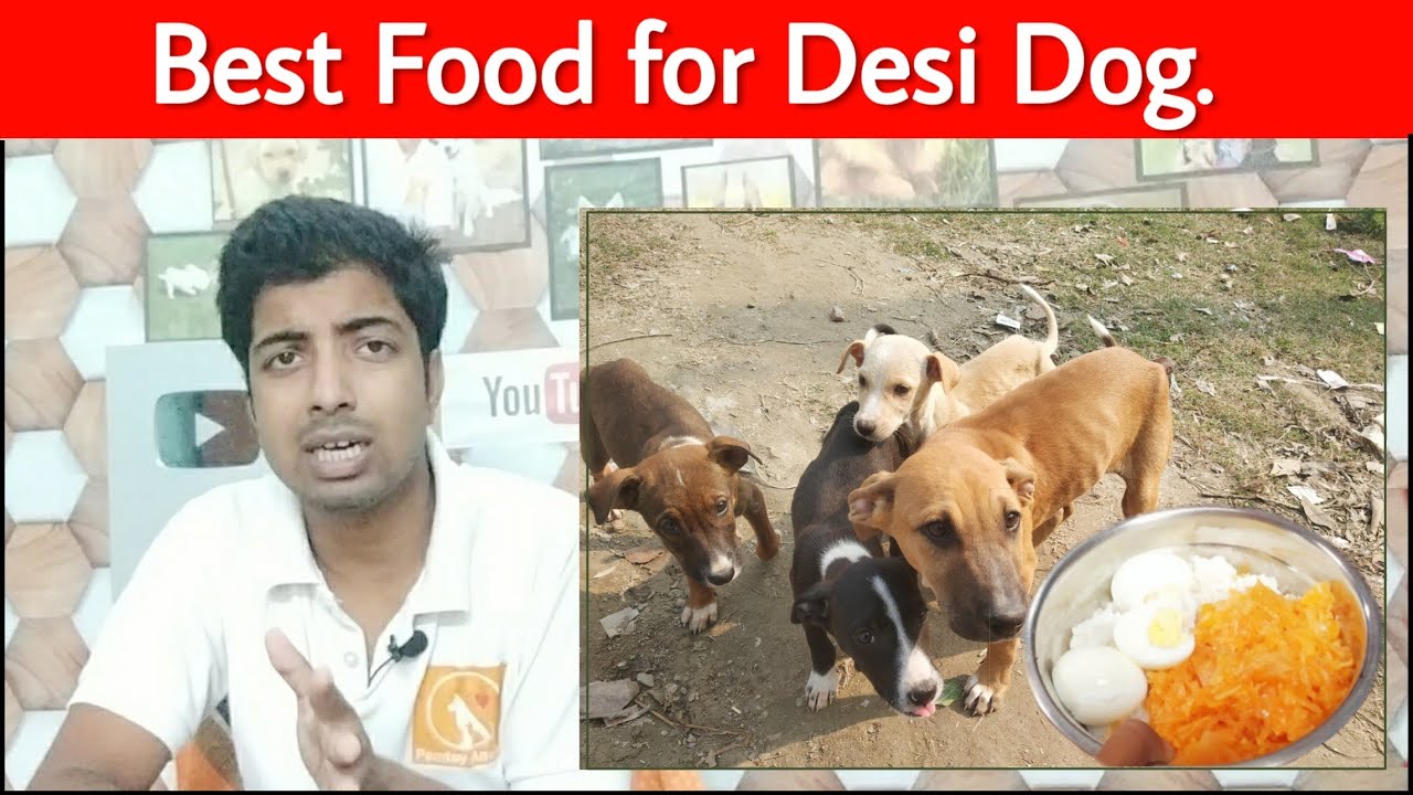 Best HOMEMADE food with QUANTITY for : Desi dog || Street dog || Indian ...