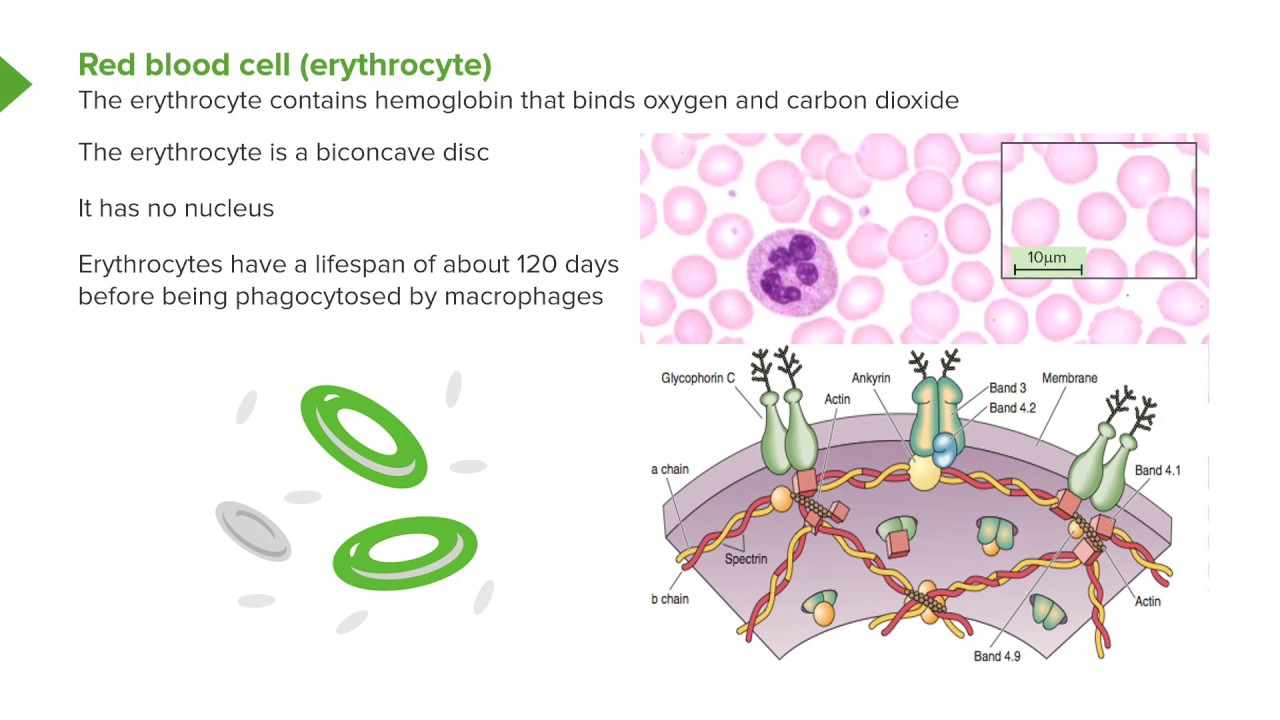 Histlogie : Tissu Sanguin - YouTube