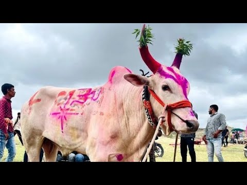 Live bailgada sharyat today || भव्य बैलगाडा शर्यत जंगी मैदान बारामती ...