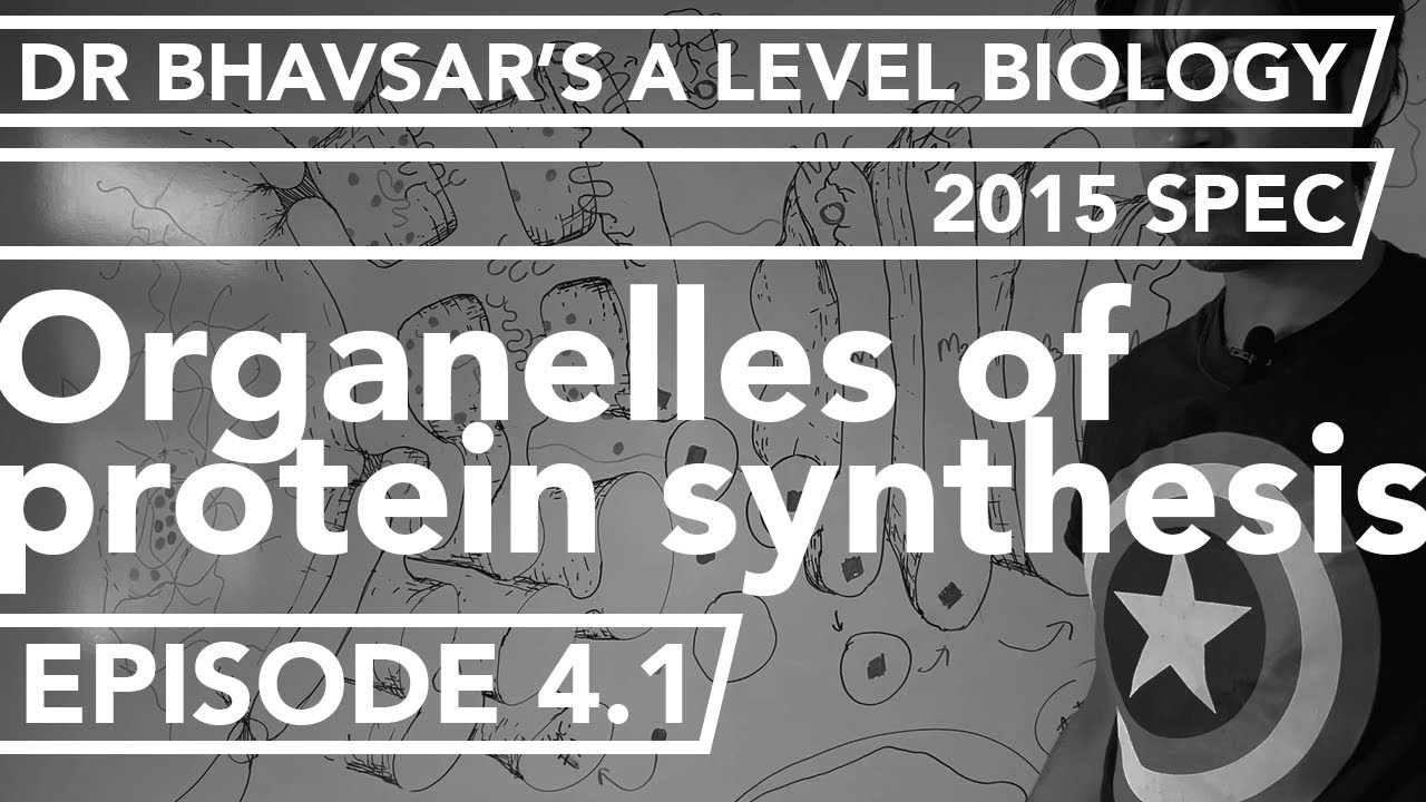 A level bio: protein synthesis organelles - YouTube