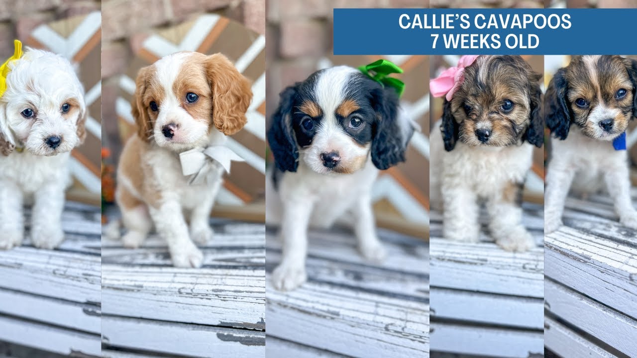 Callie's Cavapoos 7 weeks old - YouTube