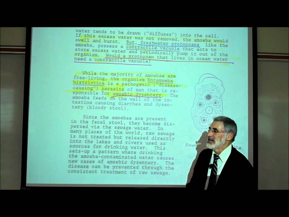 KINGDOM PROTISTA by Professor Fink - YouTube