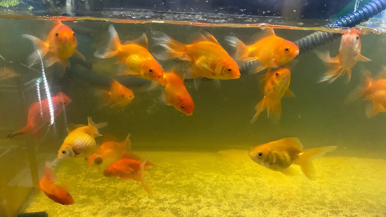 Local Oranda Goldfish - YouTube