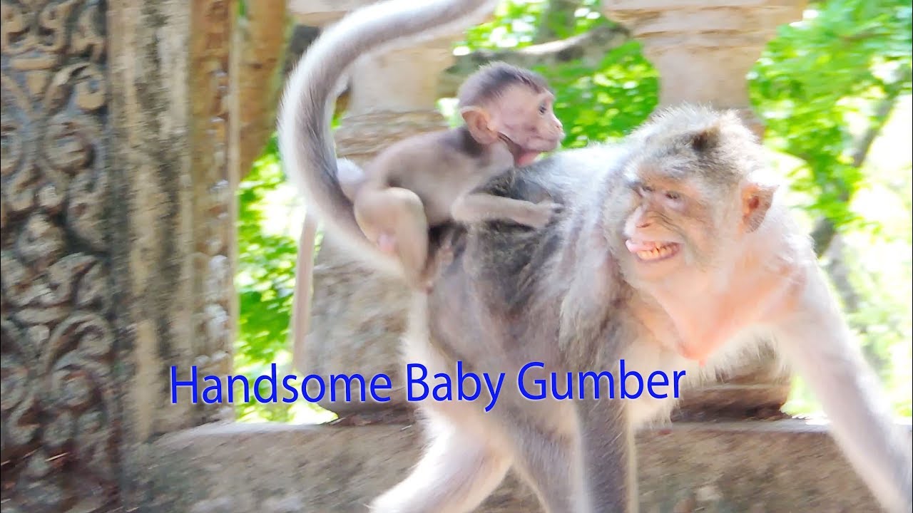 Fantastic Super Handsome Baby Gumber Grow Up So Fast and So Adorable ...