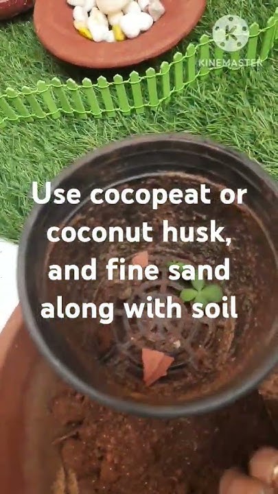 How to grow a snake plant - YouTube