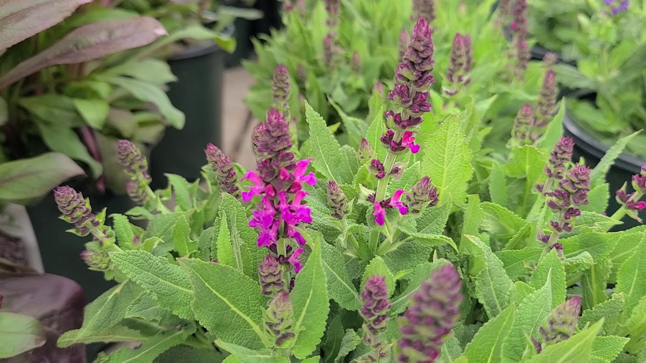 Salvia Bumble Series - 'Bumbleberry' + 'Bumbleblue' + 'Bumblesky' // 3 ...