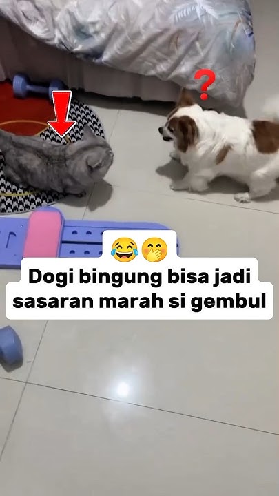 Dogi bingung bisa jadi sasaran marah si gembul😂🤭#feedshorts #kucinglucu #funnyshorts - YouTube