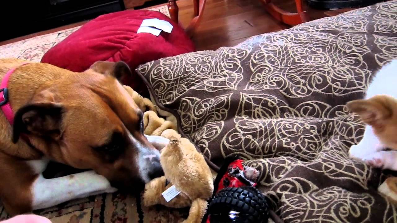 Corgi puppy plays with Boxer-Terrier mix - YouTube
