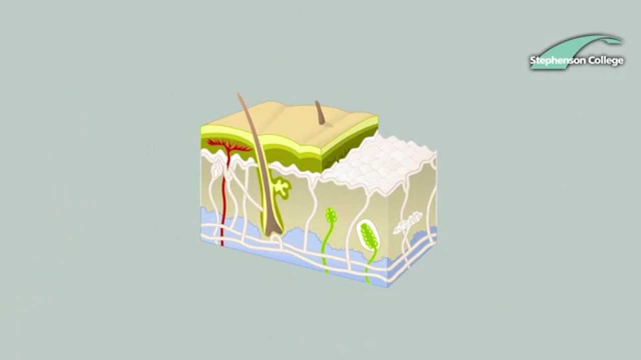 Subcutaneous Layer - YouTube