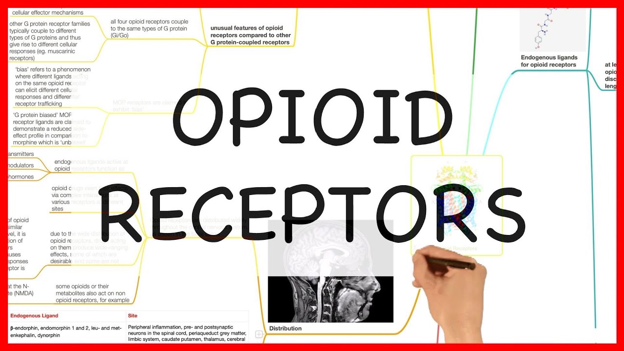 OPIOID RECEPTORS -PHYSIOLOGY SERIES - YouTube