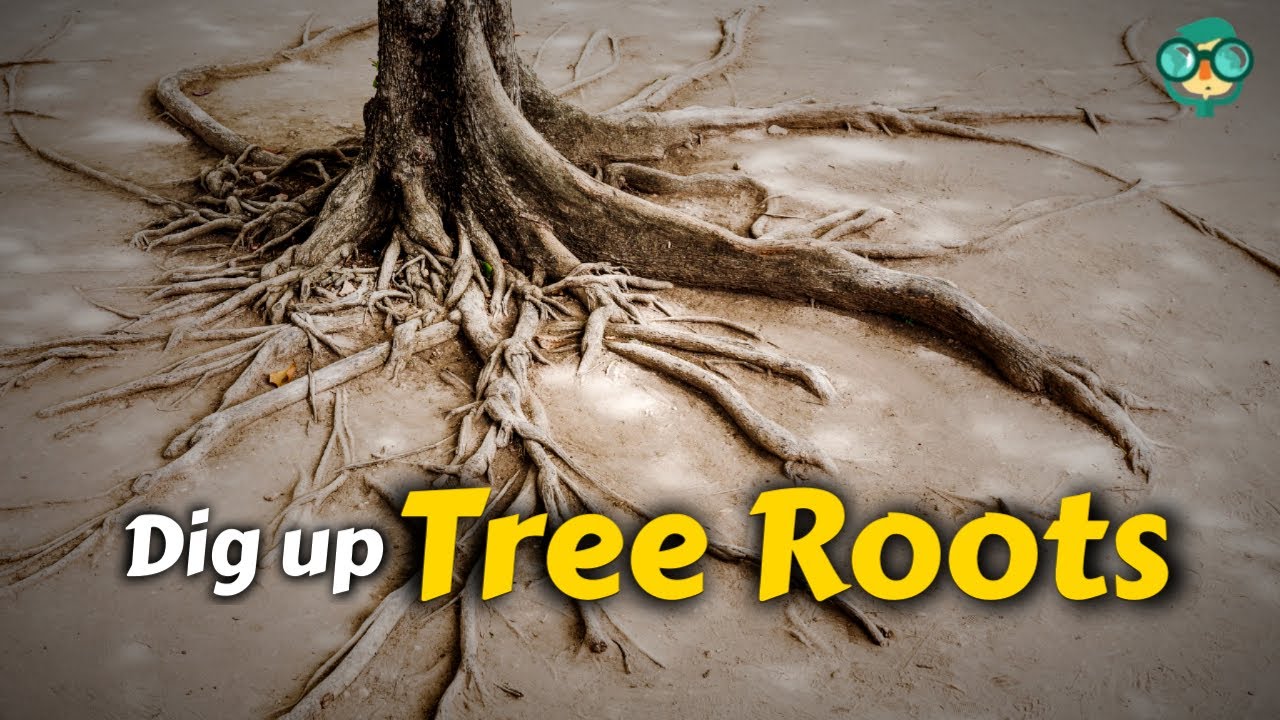 How to Dig up Tree Roots || How Do You Kill Tree Roots || Removing Tree ...