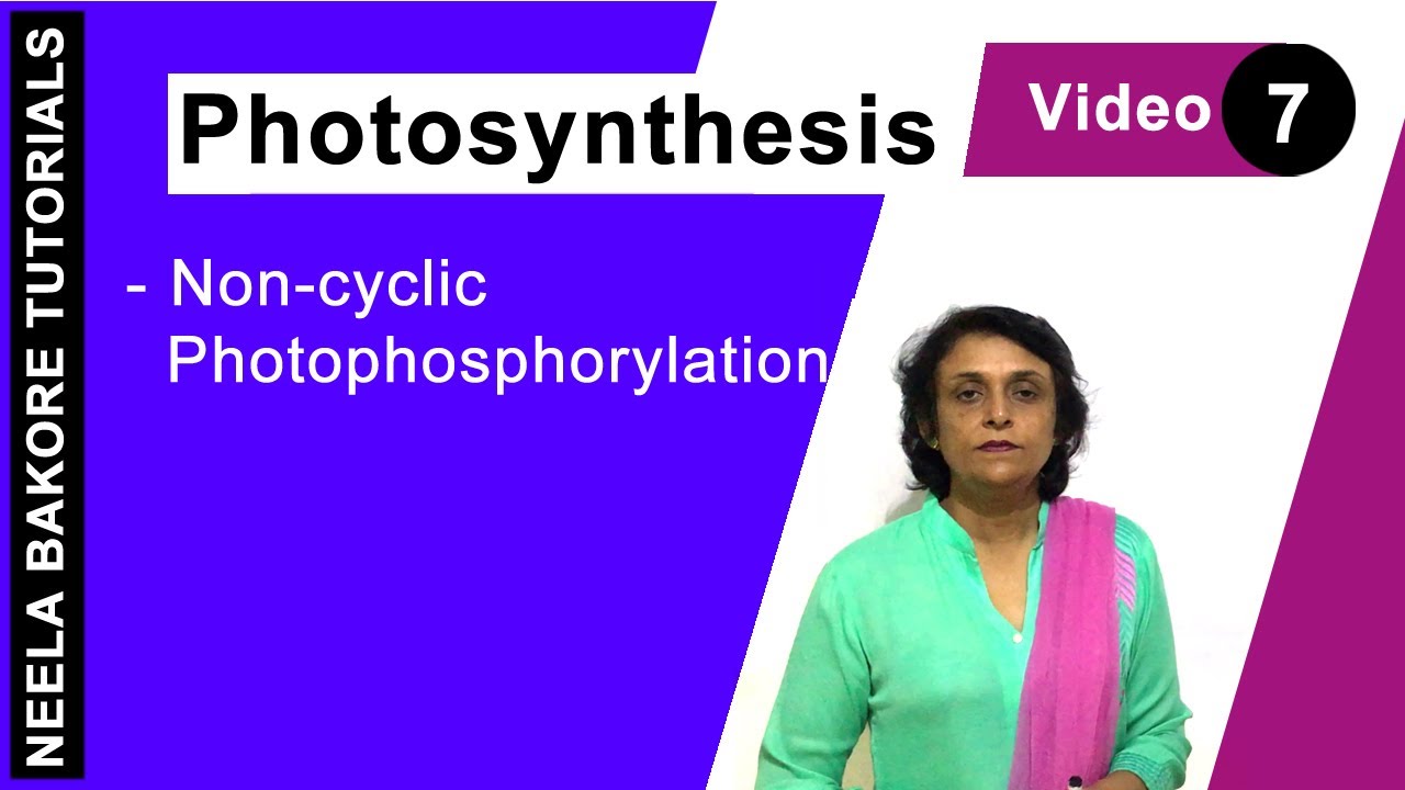 Noncyclic Photophosphorylation