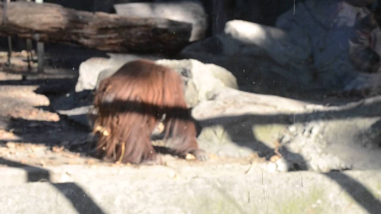 Mono pide comida - YouTube