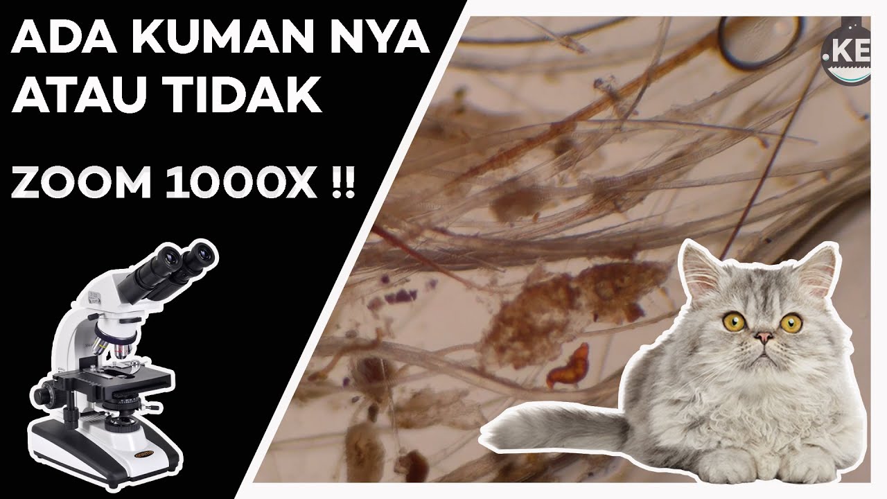 ZOOM 1000X |BULU KUCING| Banyak yang aneh🔥 - YouTube