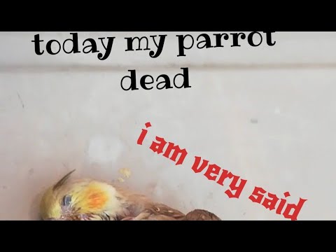 Today my parrot died i am very said - YouTube