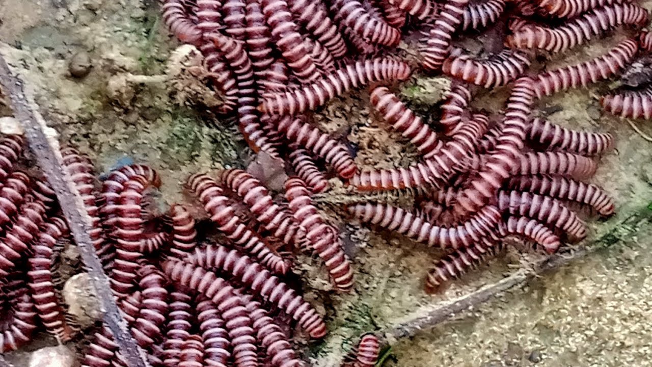 Virus monster insects/kida makode/monster/mitti ka kida(part-1)lizard ...