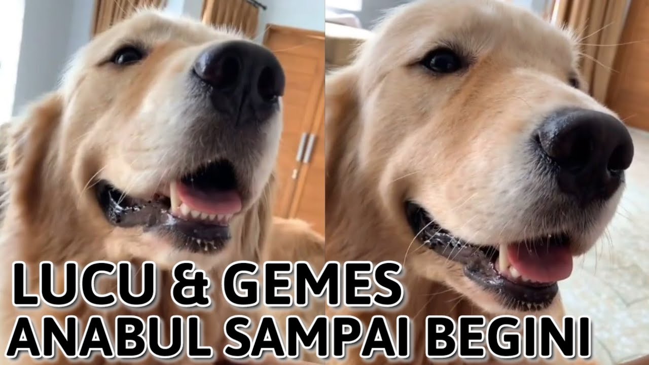 Gemes!! Snowa snowee the golden family beemz aryo hari ini - YouTube