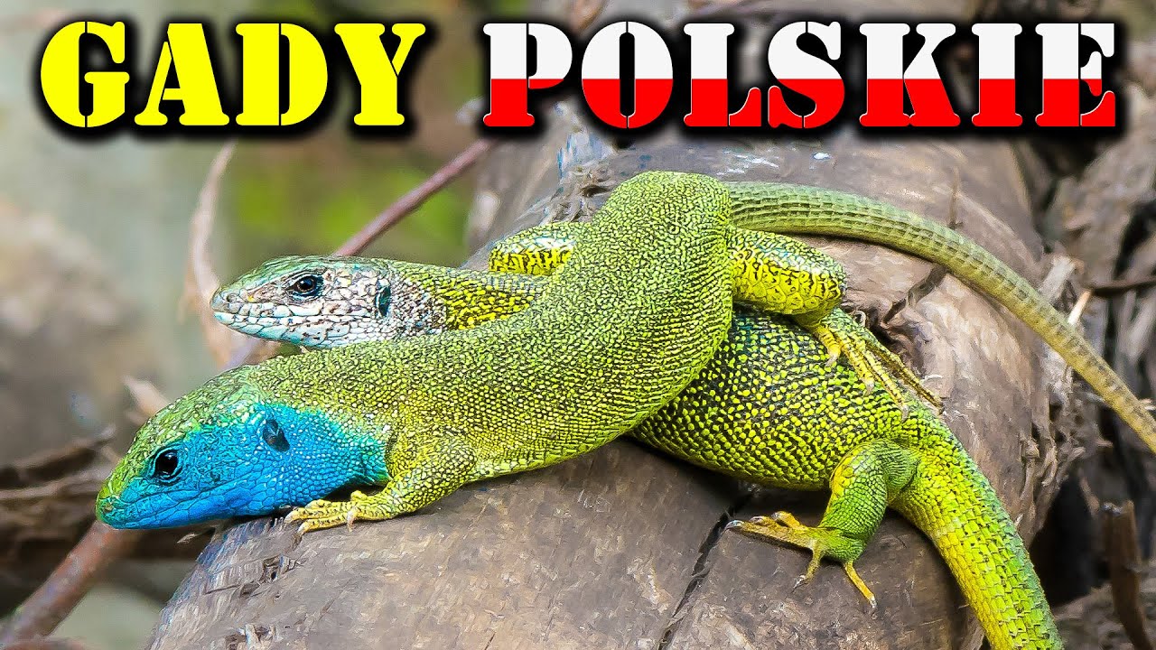 NOWE i Tajemnicze Gatunki Polskich Gadów - YouTube