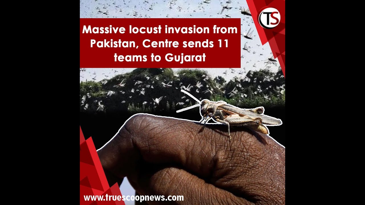 Massive locust invasion from Pakistan, Centre sends 11 teams to Gujarat ...