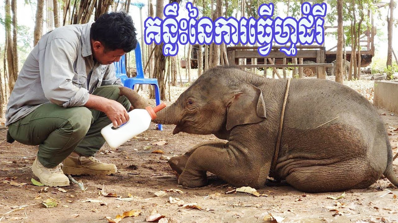 គន្លឹះនៃការធ្វើហ្មដំរី និង ការថែទាំដំរីជាង ២០ឆ្នាំ - Tips for Caring ...