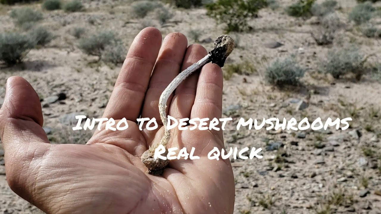 Desert Fungi