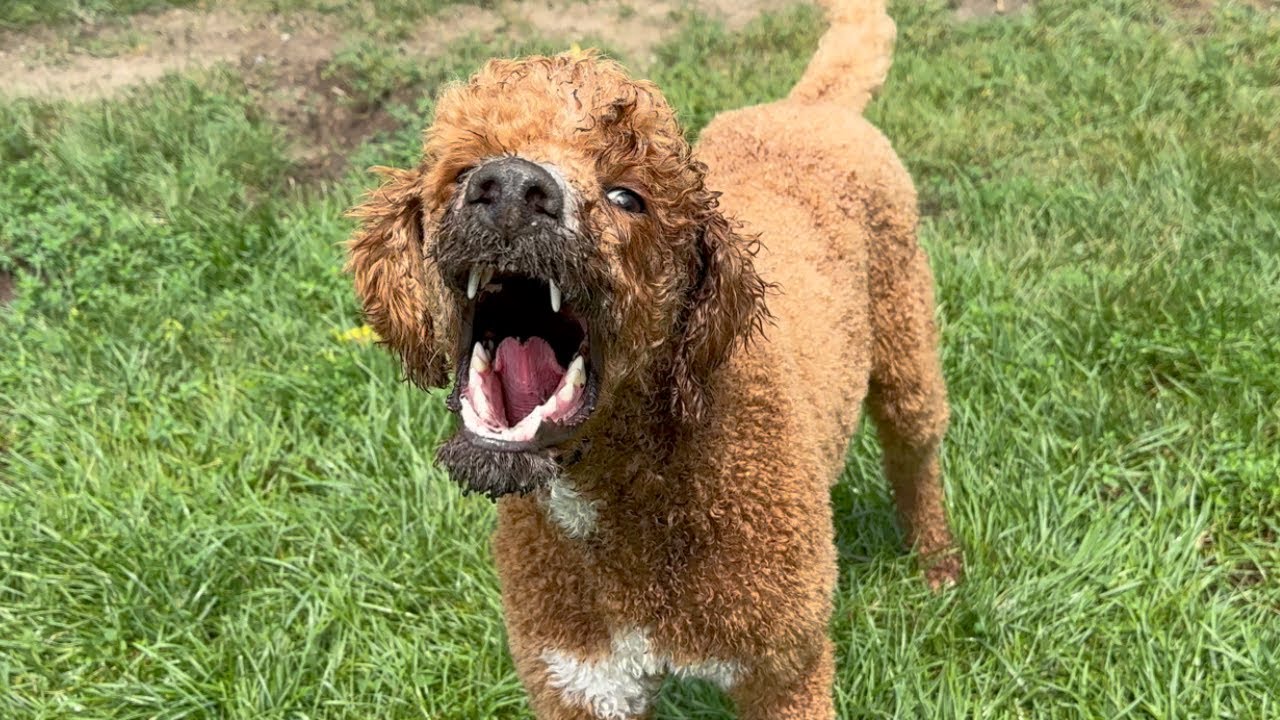 Standard Poodle covered in MUD causing TROUBLE - YouTube
